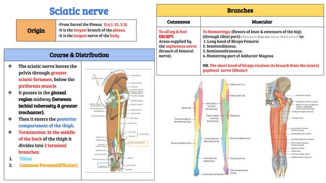 Sciatic Nerve and clinical correlation.pdf