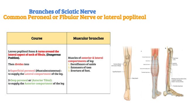 Sciatic Nerve and clinical correlation.pdf