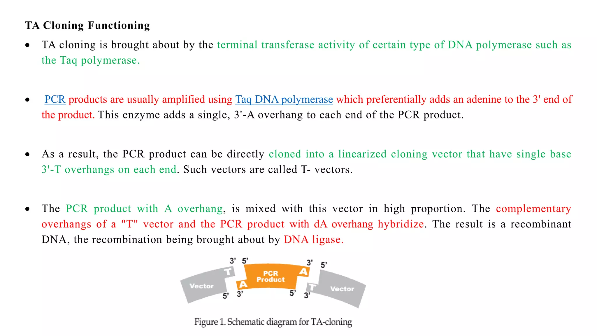 Strategies for cloning PCR products: TA cloning, Topo cloning.pdf