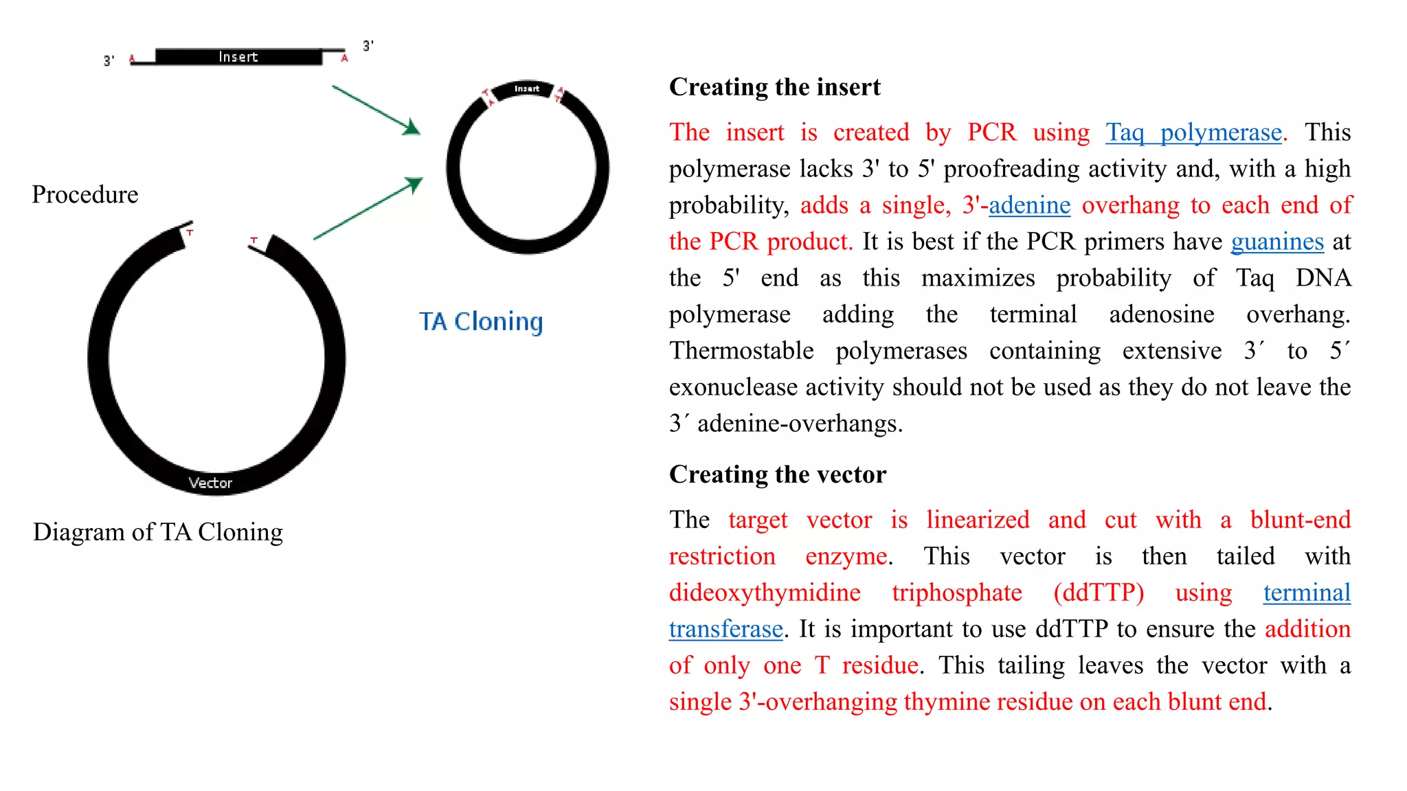 Strategies for cloning PCR products: TA cloning, Topo cloning.pdf