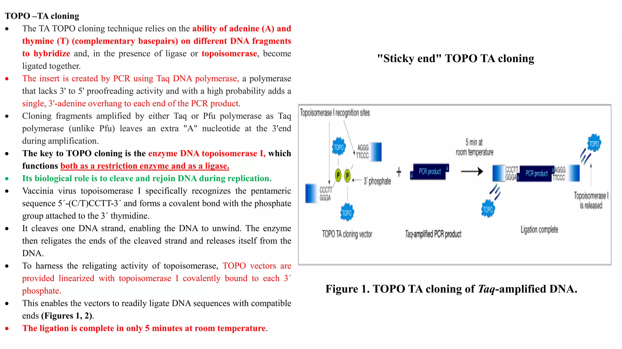 Strategies for cloning PCR products: TA cloning, Topo cloning.pdf