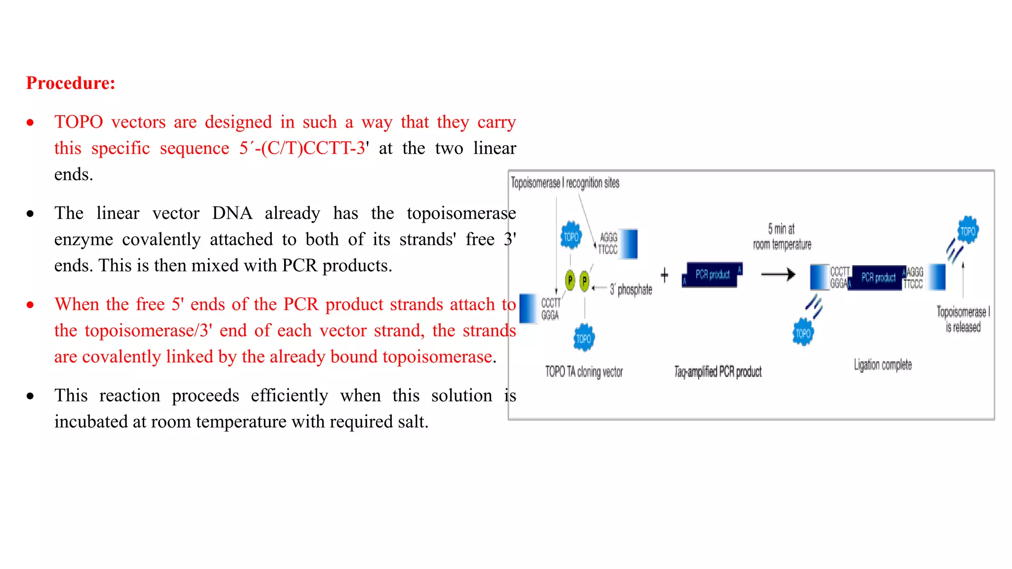 Strategies for cloning PCR products: TA cloning, Topo cloning.pdf