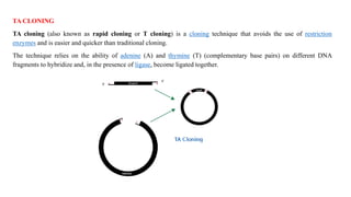 Strategies for cloning PCR products: TA cloning, Topo cloning.pdf