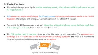 Strategies for cloning PCR products: TA cloning, Topo cloning.pdf