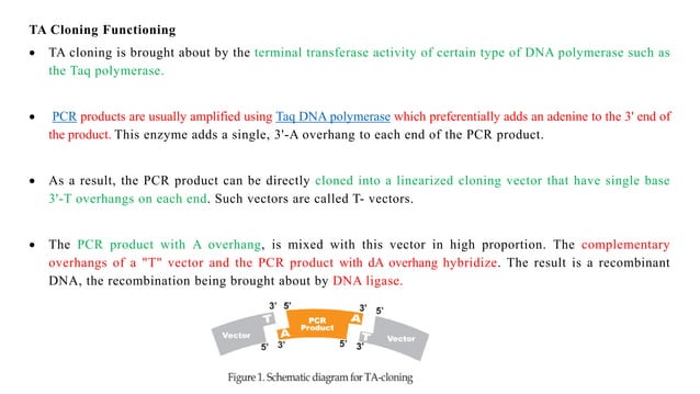 Strategies for cloning PCR products: TA cloning, Topo cloning.pdf ...