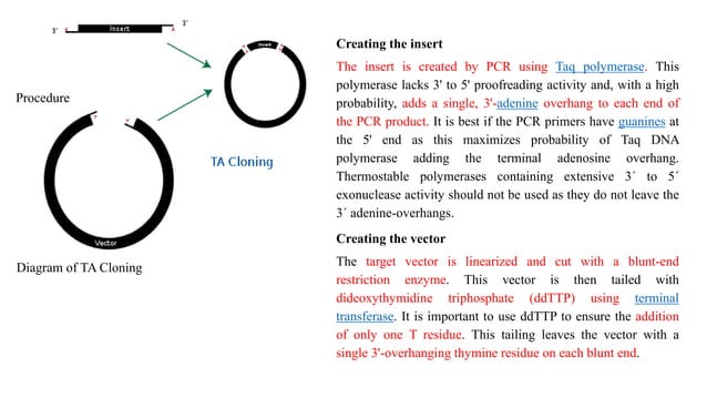 Strategies for cloning PCR products: TA cloning, Topo cloning.pdf | Chemistry | Science