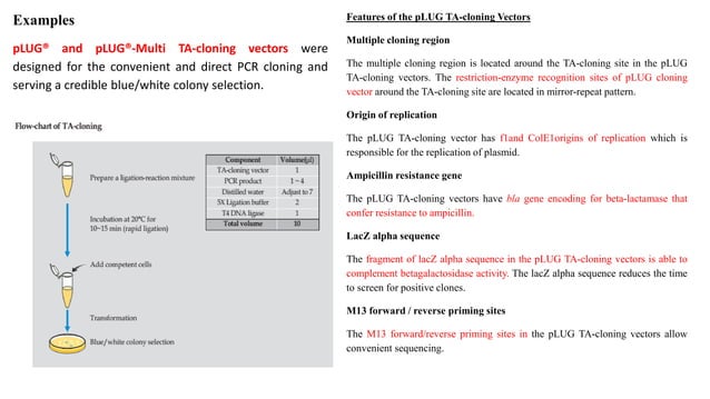 Strategies for cloning PCR products: TA cloning, Topo cloning.pdf | Chemistry | Science