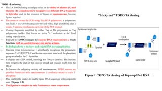 Strategies for cloning PCR products: TA cloning, Topo cloning.pdf