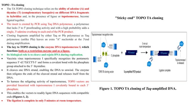 Strategies for cloning PCR products: TA cloning, Topo cloning.pdf ...