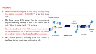Strategies for cloning PCR products: TA cloning, Topo cloning.pdf