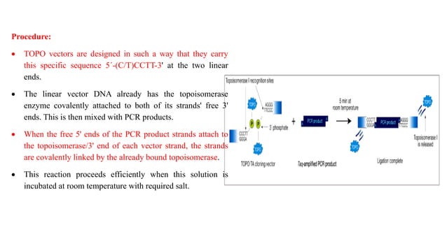 Strategies for cloning PCR products: TA cloning, Topo cloning.pdf ...