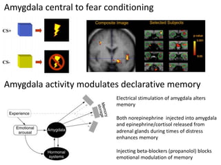 Introduction to neuroscience presentation on memory and learning | PPT