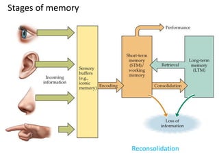 Introduction to neuroscience presentation on memory and learning | PPT