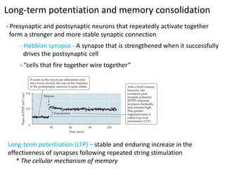 Introduction to neuroscience presentation on memory and learning | PPT