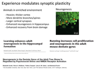 Introduction to neuroscience presentation on memory and learning | PPT