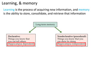 Introduction to neuroscience presentation on memory and learning | PPT