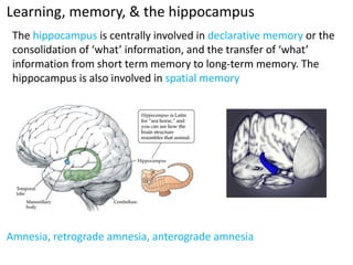 Introduction to neuroscience presentation on memory and learning | PPT