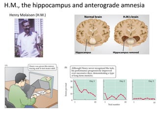Introduction to neuroscience presentation on memory and learning | PPT
