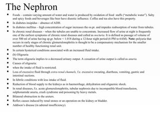 Lecture 14.Metabolism of kidney.ppt of kidney | PPT