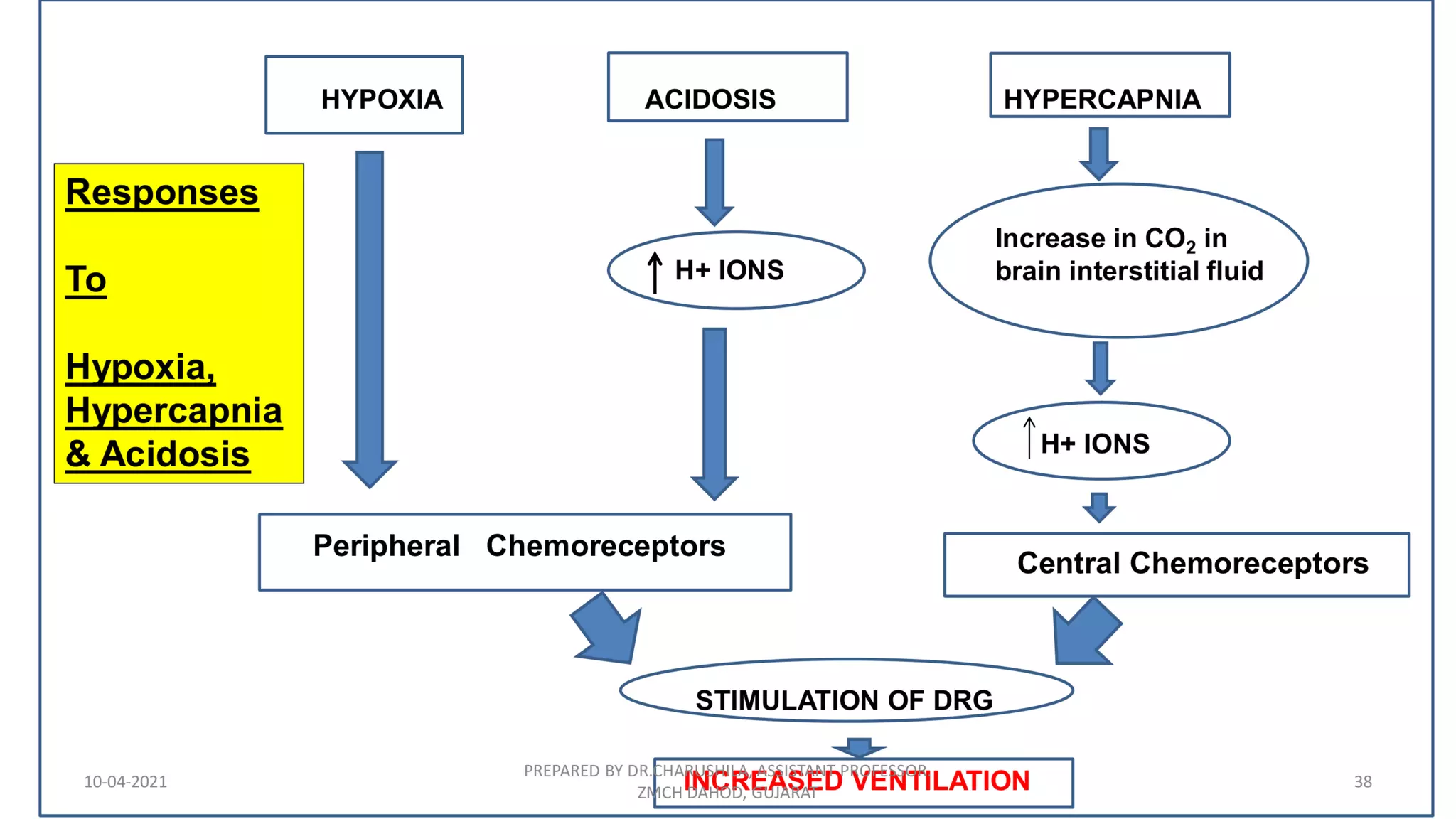 Chemical regulation of respiration | PDF