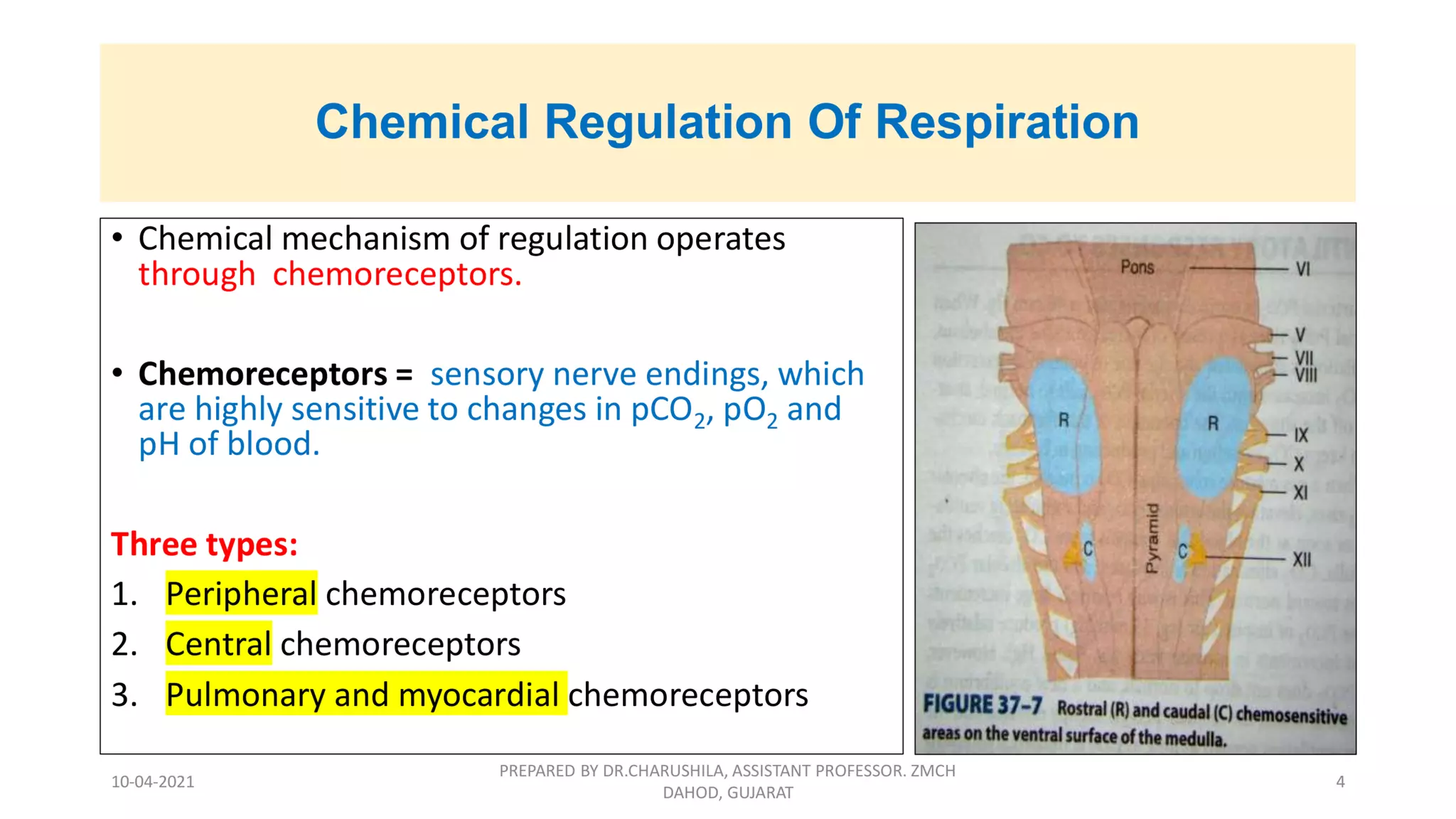 Chemical regulation of respiration | PDF