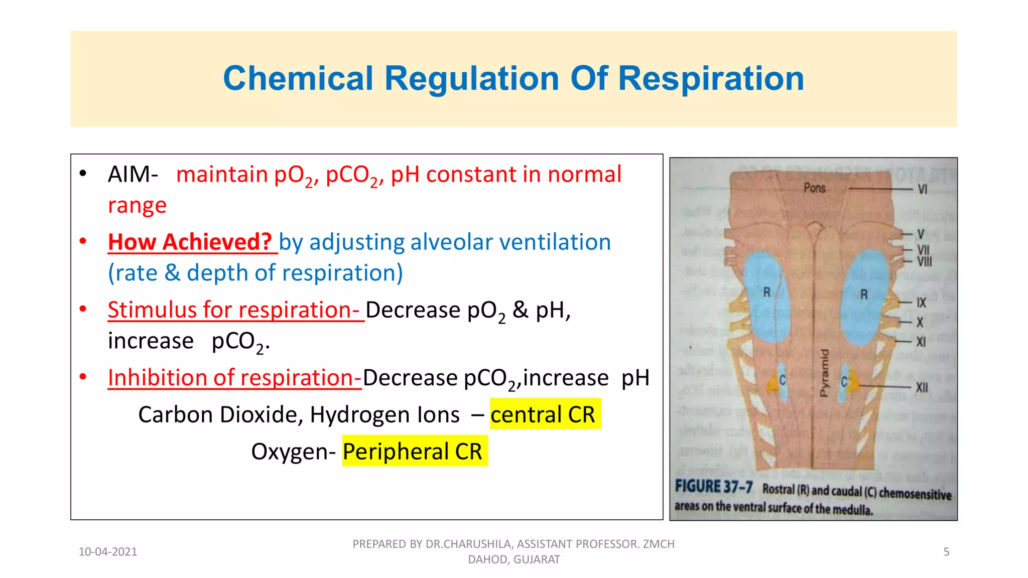 Chemical regulation of respiration | PDF