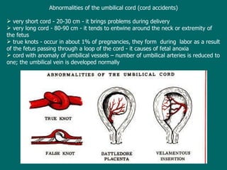 Lecture14 teratology | PPT