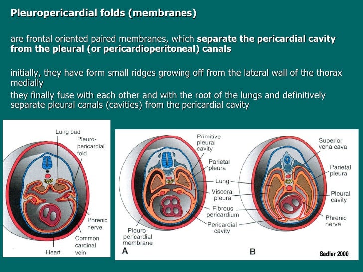 Lecture14 teratology