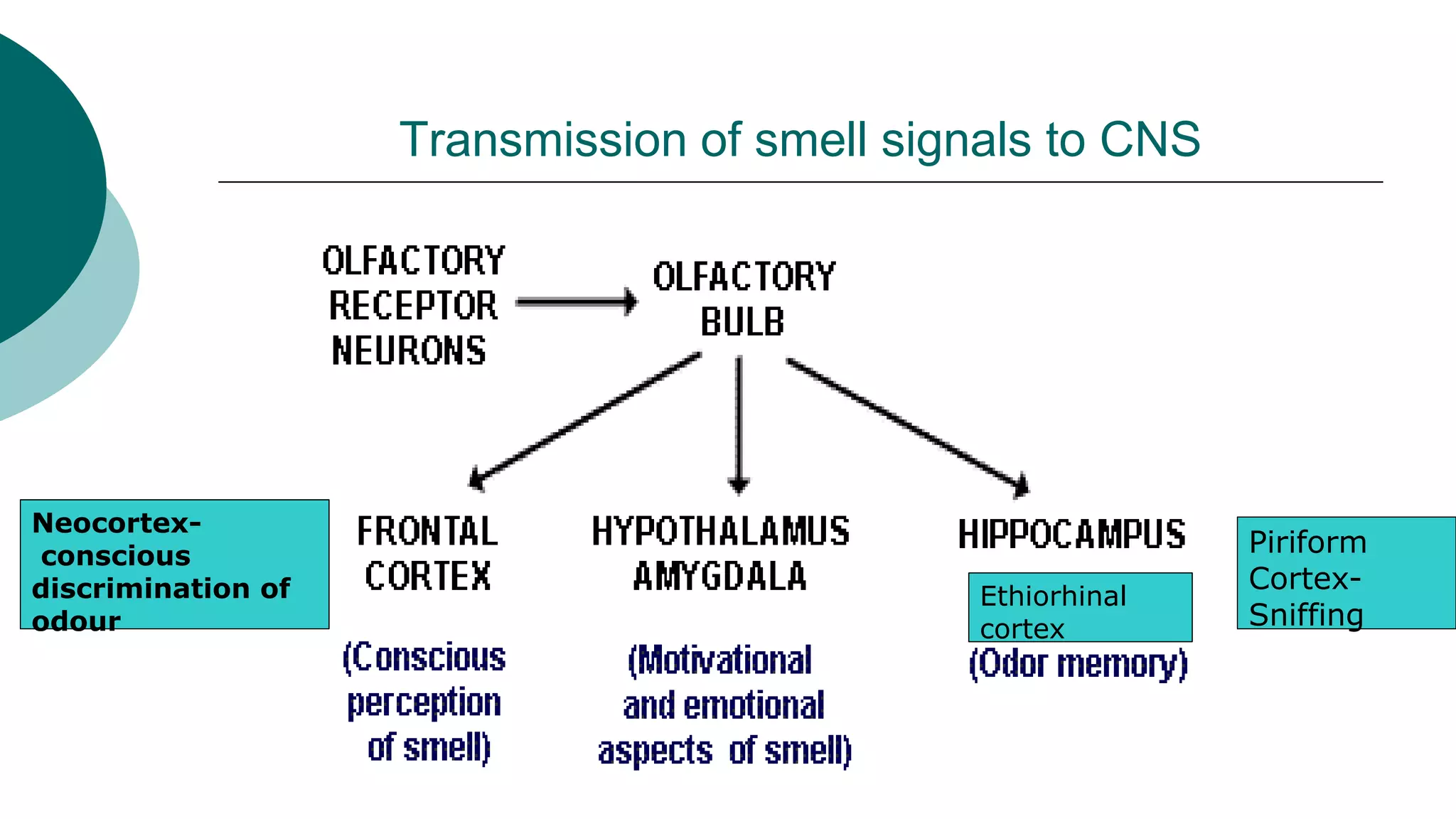 Lecture 9 /2022 , Special senses- Smell | PPT