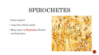 Spirochetes ppt microbiology and immunology | PPT