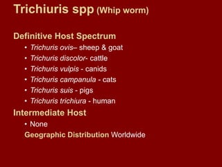 Lecture 14, trichiurids | PPT