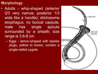 Lecture 14, trichiurids | PPT