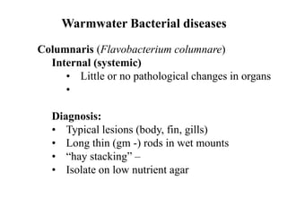 Lecture 14 Warmwater Bacterial disease.ppt