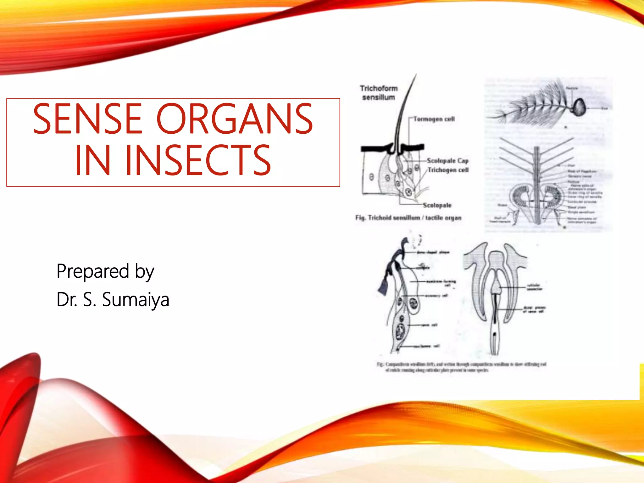 sense organs in insects | PPTX