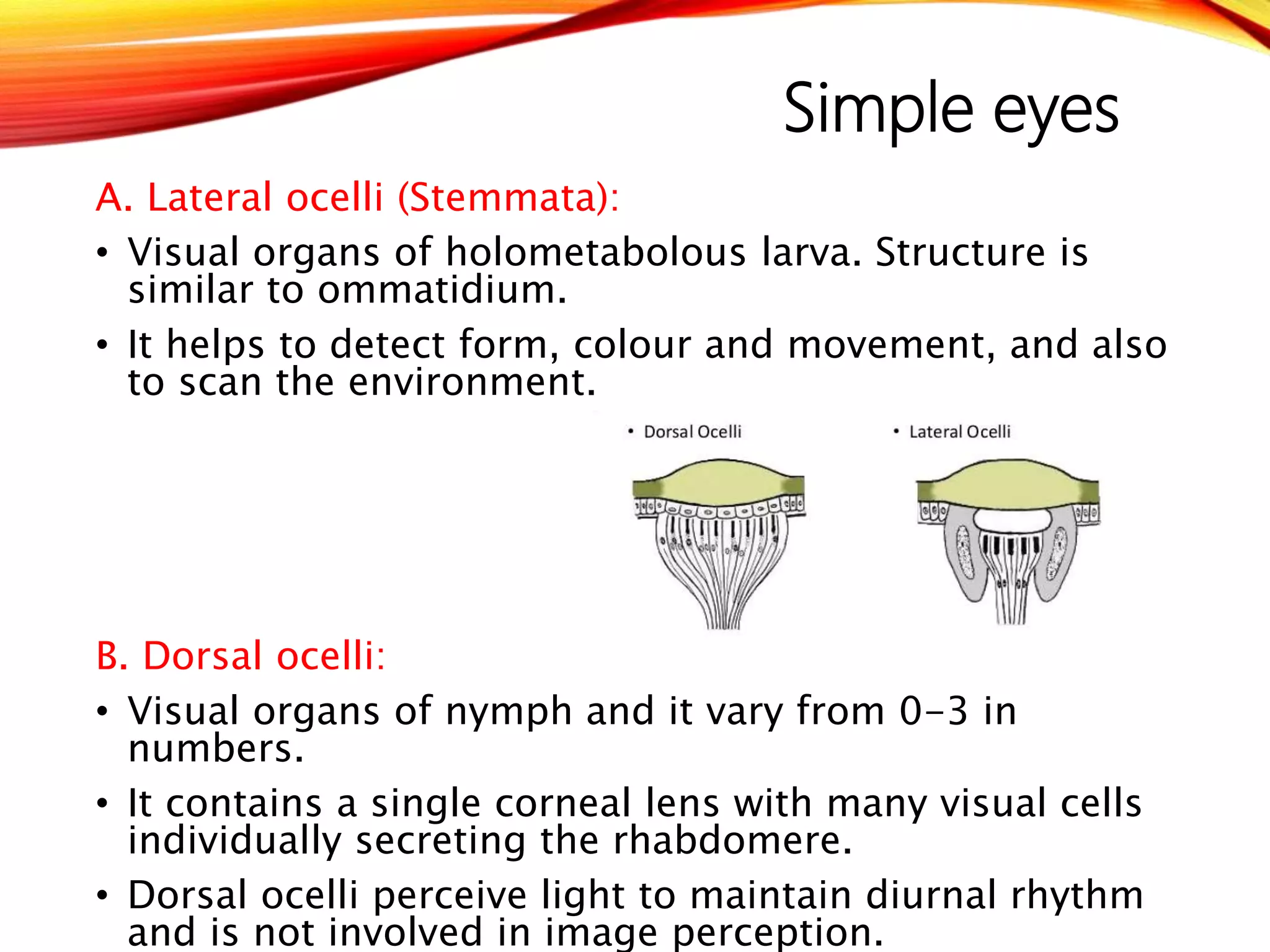 sense organs in insects | PPTX | Eye and Vision Conditions | Diseases ...