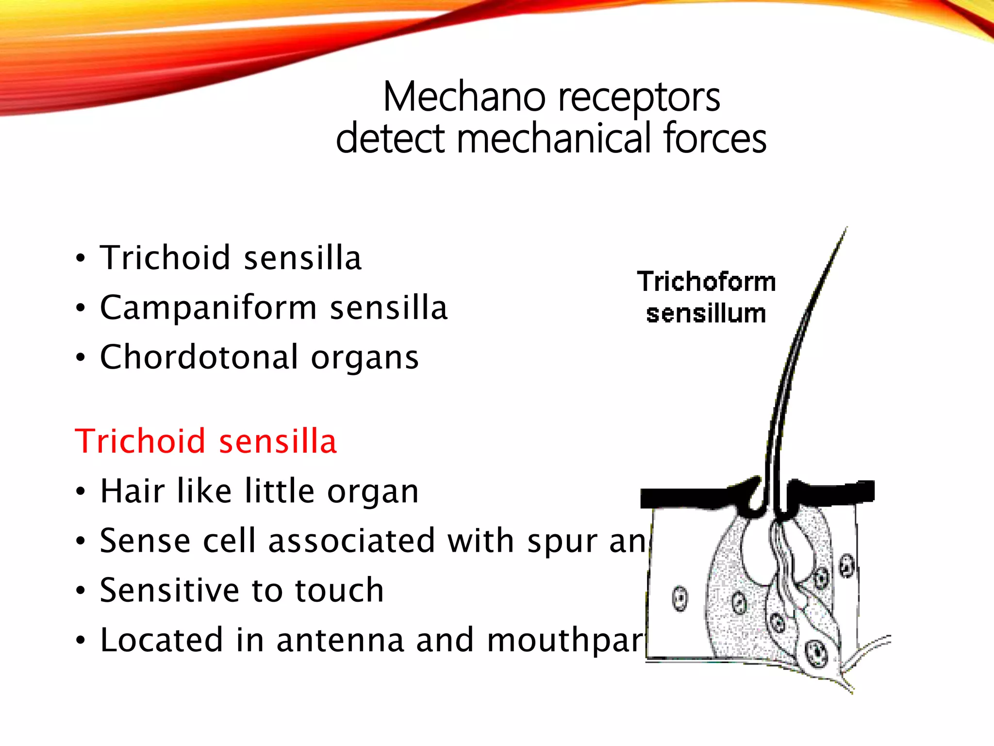 sense organs in insects | PPTX
