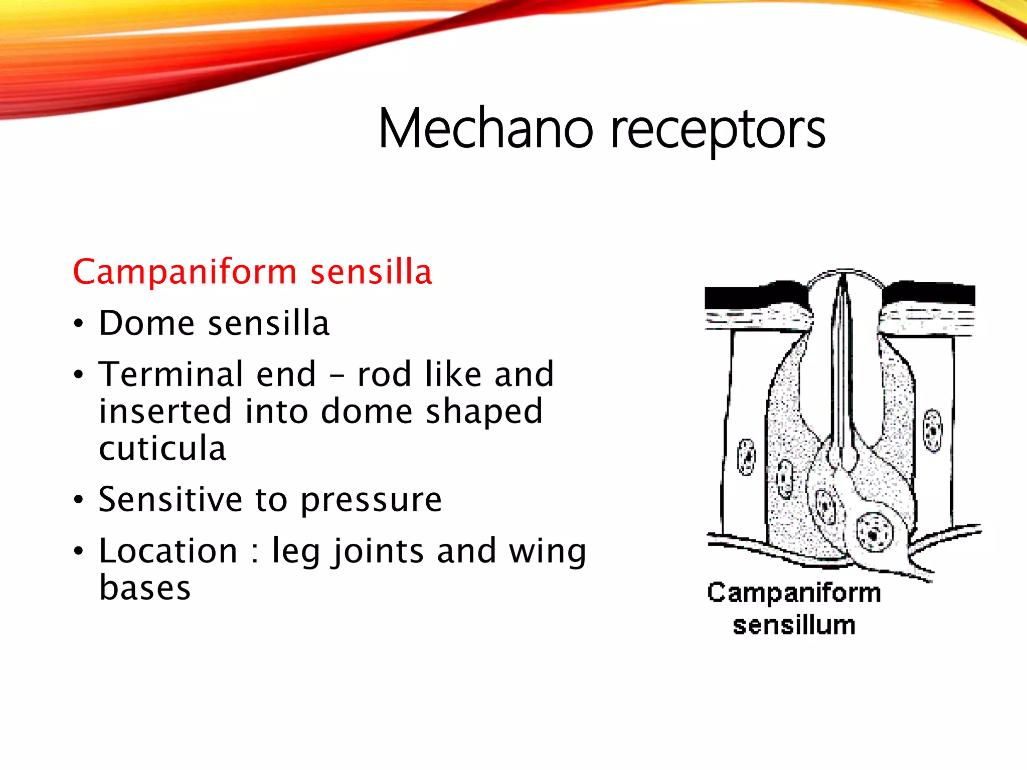 sense organs in insects | PPTX
