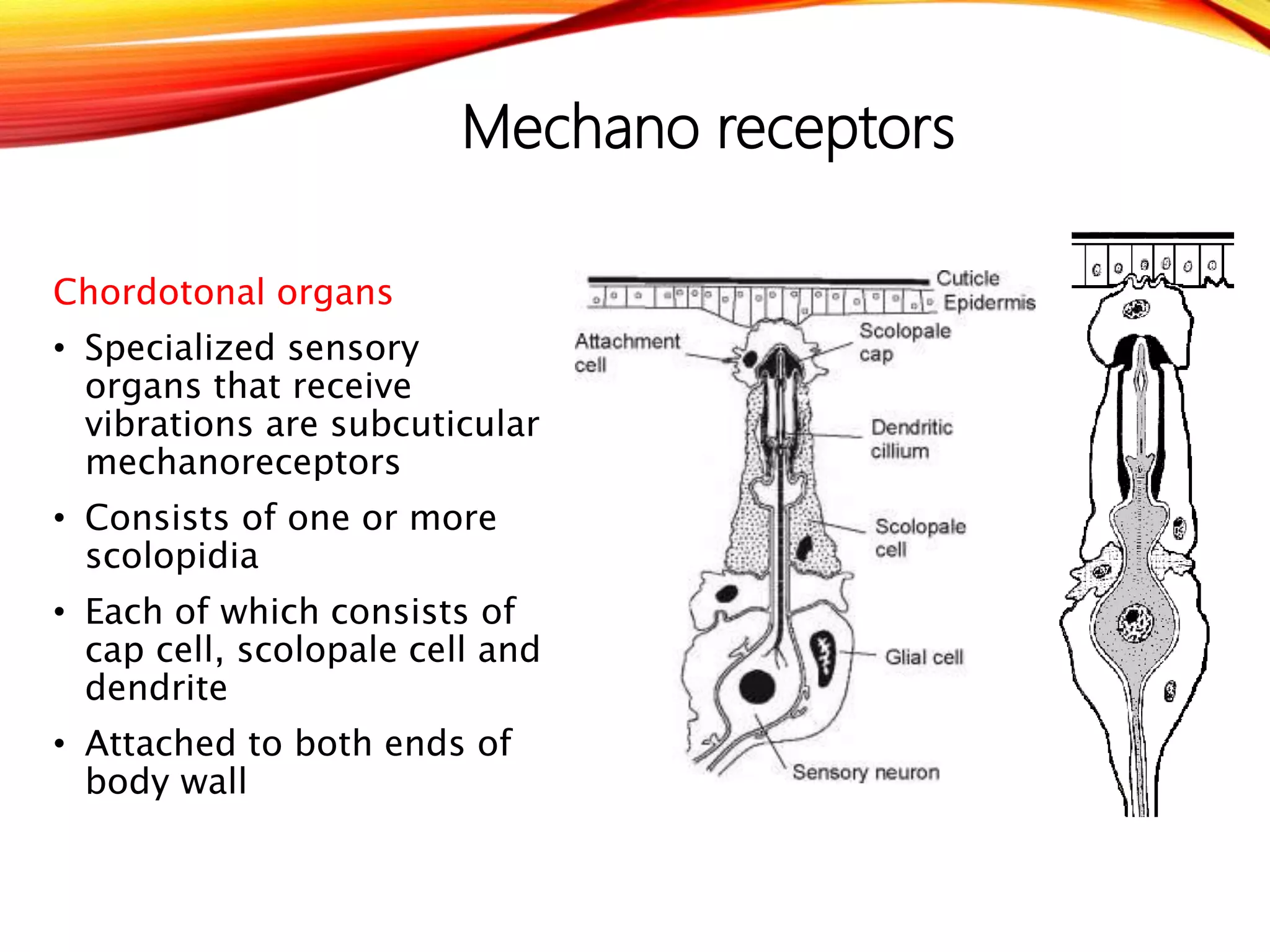 sense organs in insects | PPTX
