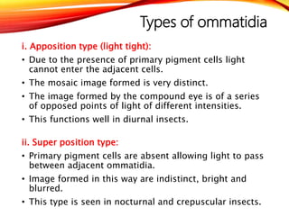 sense organs in insects | PPTX