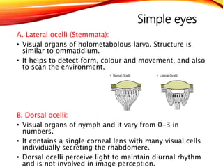 sense organs in insects | PPTX