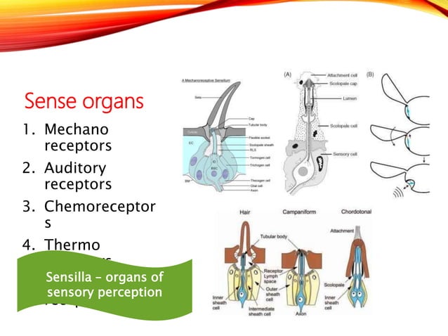 sense organs in insects | PPTX | Eye and Vision Conditions | Diseases ...