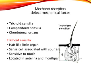 sense organs in insects | PPTX