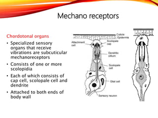 sense organs in insects | PPTX | Eye and Vision Conditions | Diseases ...