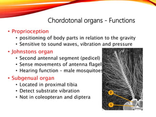 sense organs in insects | PPTX