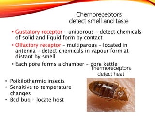 sense organs in insects | PPTX