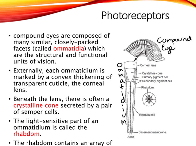 sense organs in insects | PPTX | Eye and Vision Conditions | Diseases ...