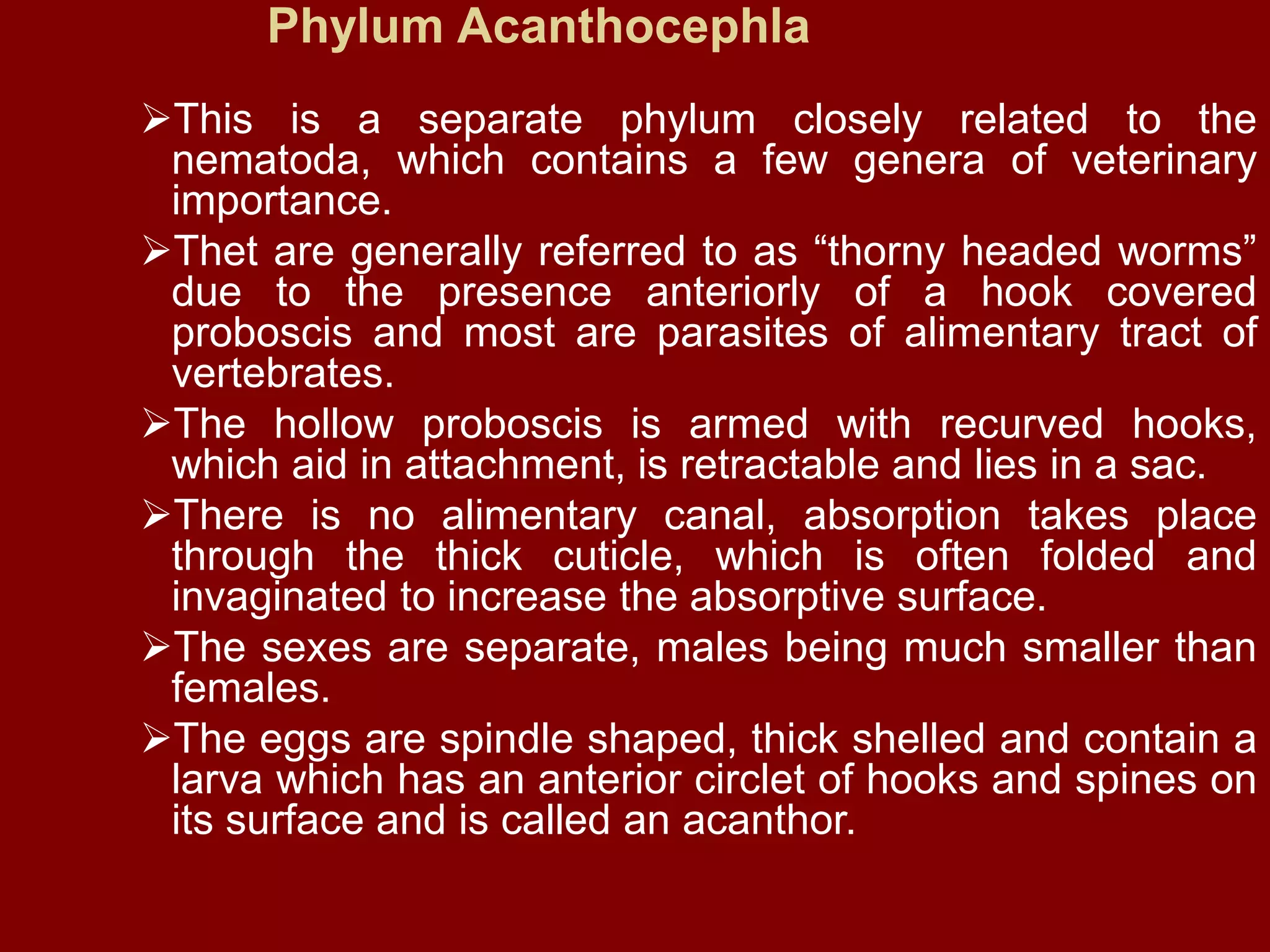 Lecture 15, acanthocephla | PPT