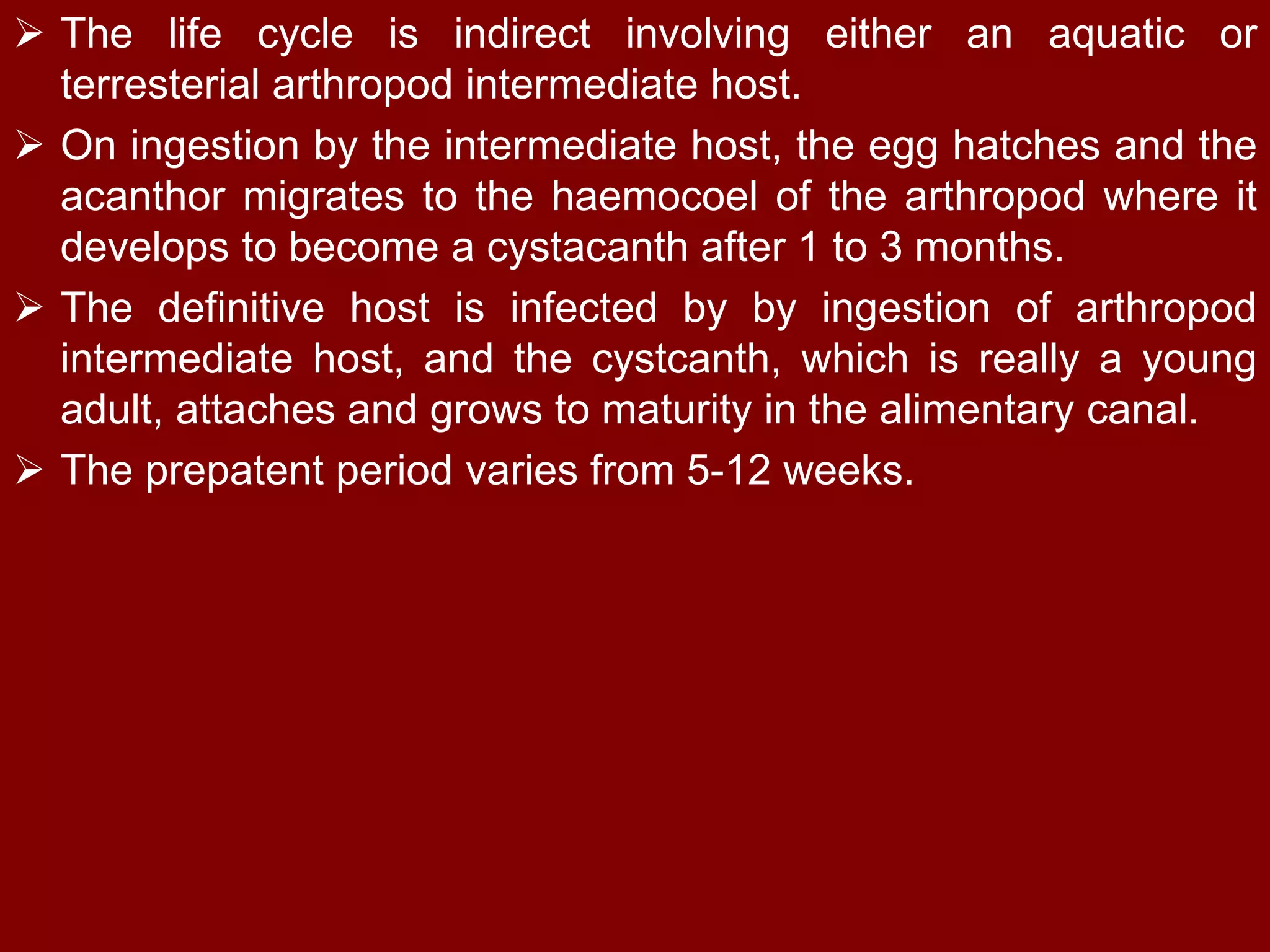 Lecture 15, acanthocephla | PPT