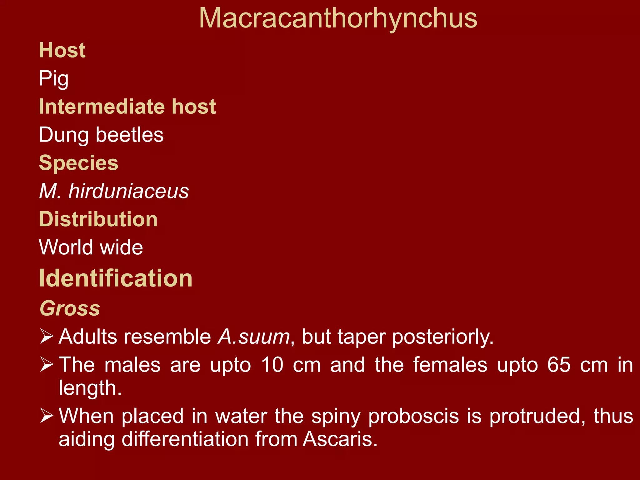 Lecture 15, acanthocephla | PPT