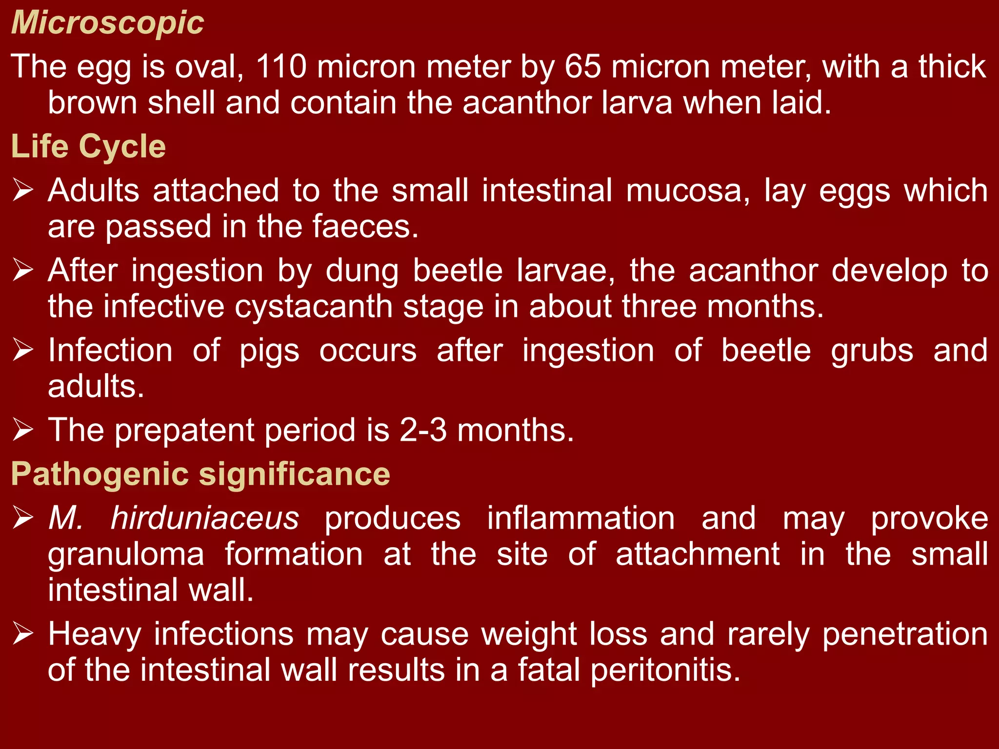 Lecture 15, acanthocephla | PPT